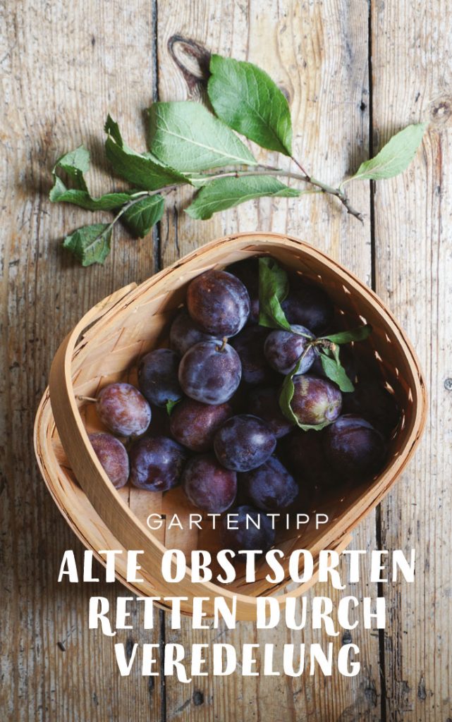 Aus alt mach neu | Wie Ihr eine alte Obstsorte retten könnt ...